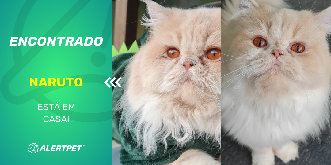 Gato Encontrado Lençóis Paulista , SP - Naruto | AlertPet