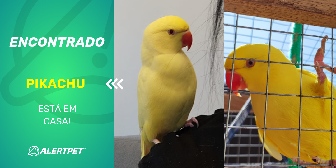 Pássaro Encontrado Santo André , SP - Pikachu | AlertPet