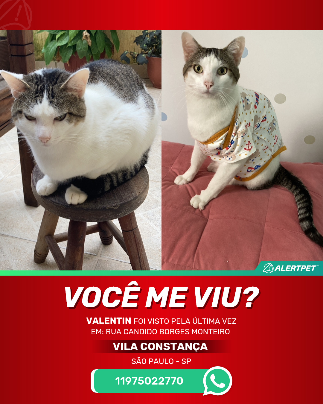 Gato Perdido São Paulo, SP - Valentin | AlertPet