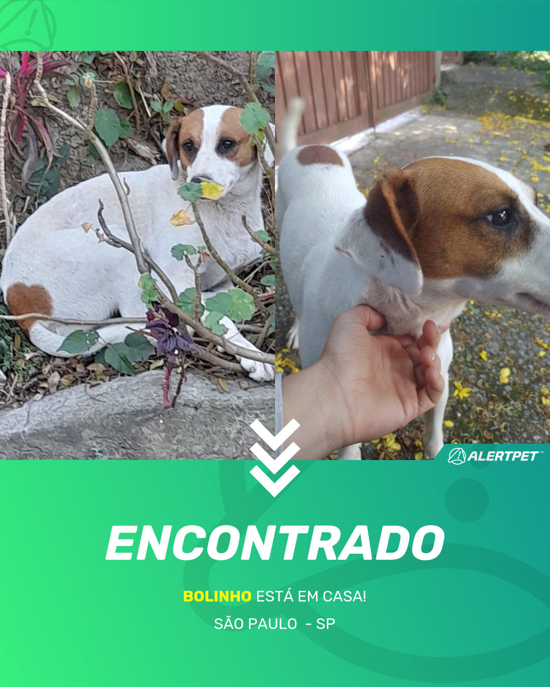 Cachorro Encontrado São Paulo , SP - Bolinho | AlertPet