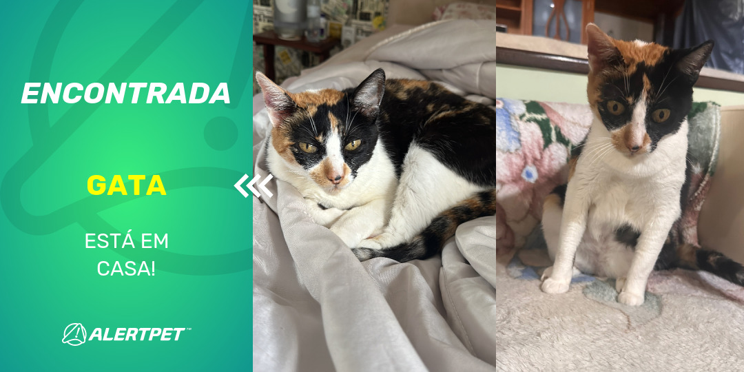 Gato Encontrado Osorio, RS - Gata | AlertPet