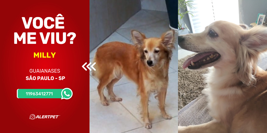 Cachorro Perdido São Paulo, SP - Milly | AlertPet