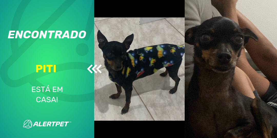 Cachorro Encontrado Cotia , SP - Piti | AlertPet