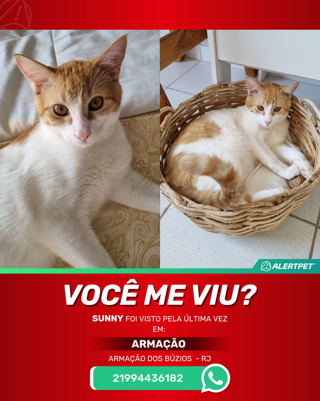 Gato Perdido Armação dos Búzios , RJ - Sunny | AlertPet