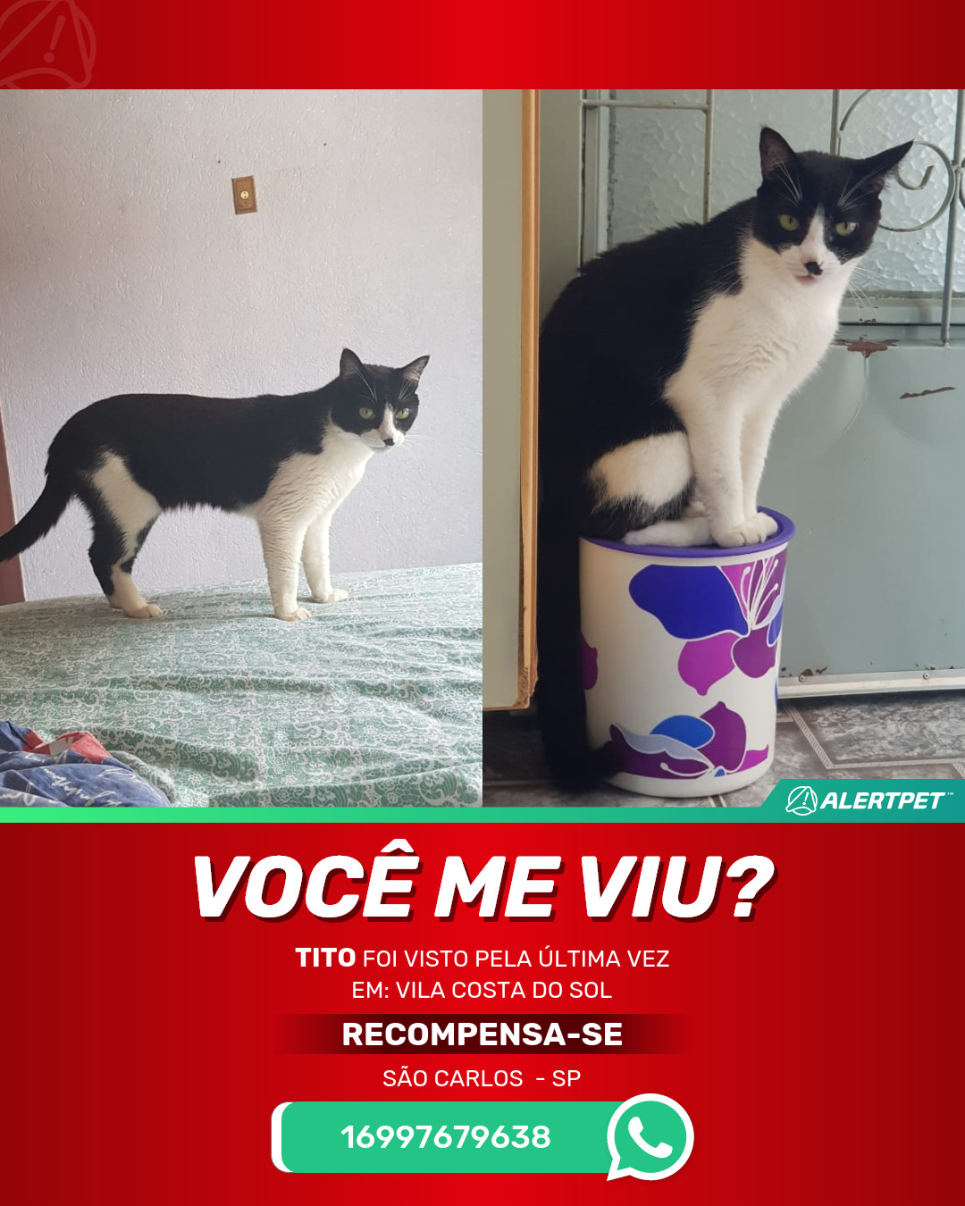 Gato Perdido São Carlos , SP - Tito | AlertPet