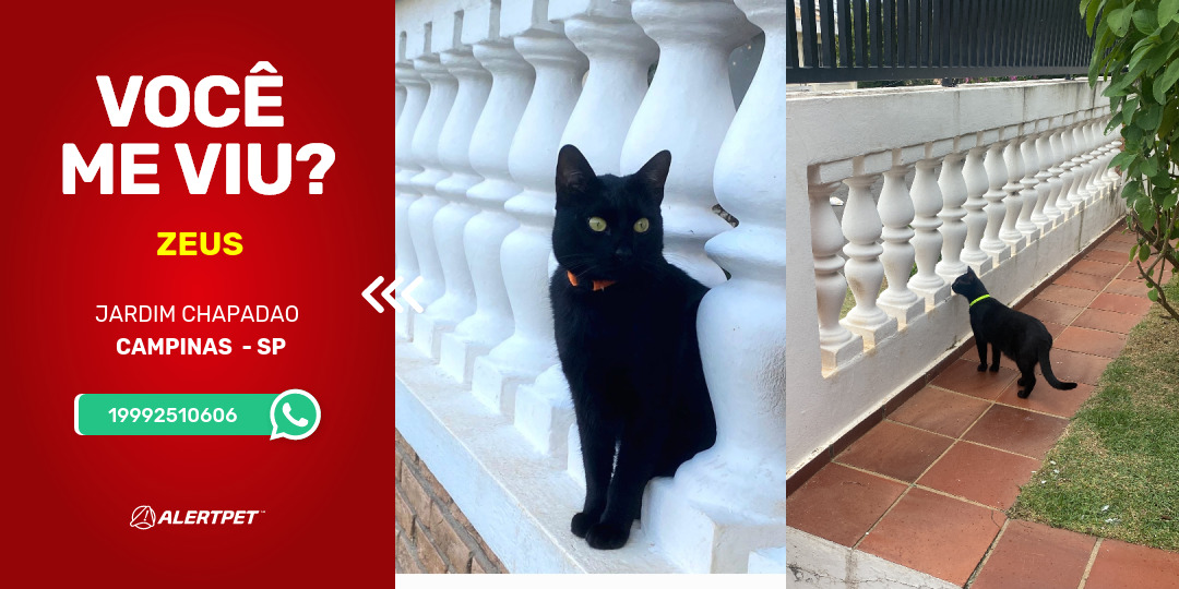 Gato Perdido Campinas , SP - Zeus | AlertPet