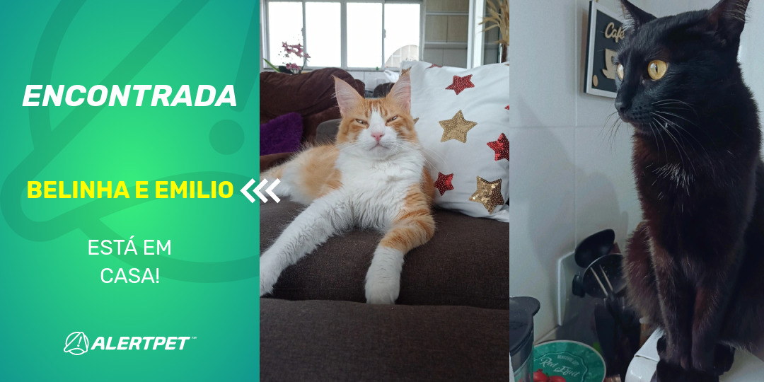 Gato Encontrado Florianópolis, SC - Belinha e Emilio | AlertPet