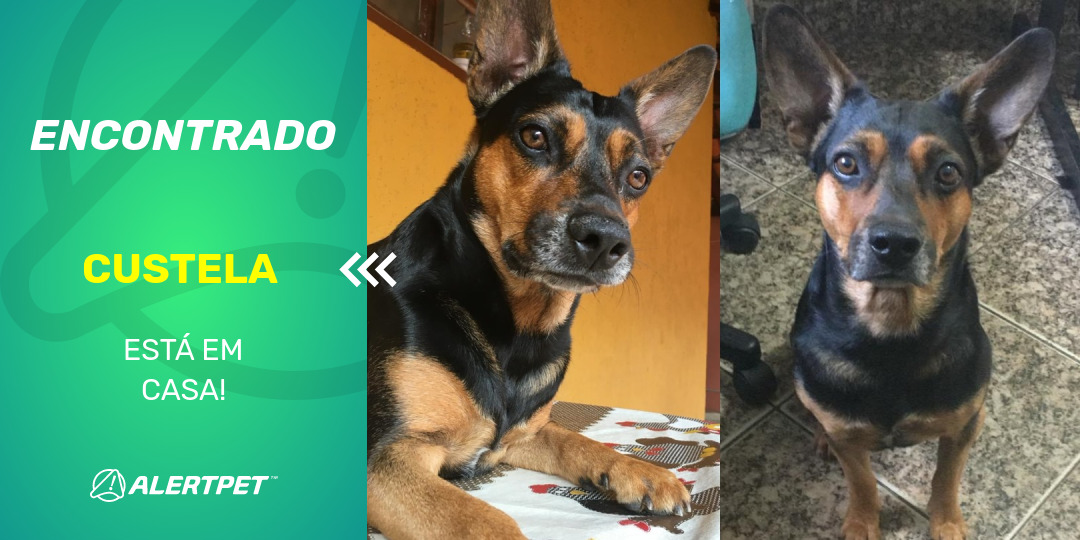 Cachorro Encontrado Contagem , MG - Custela | AlertPet