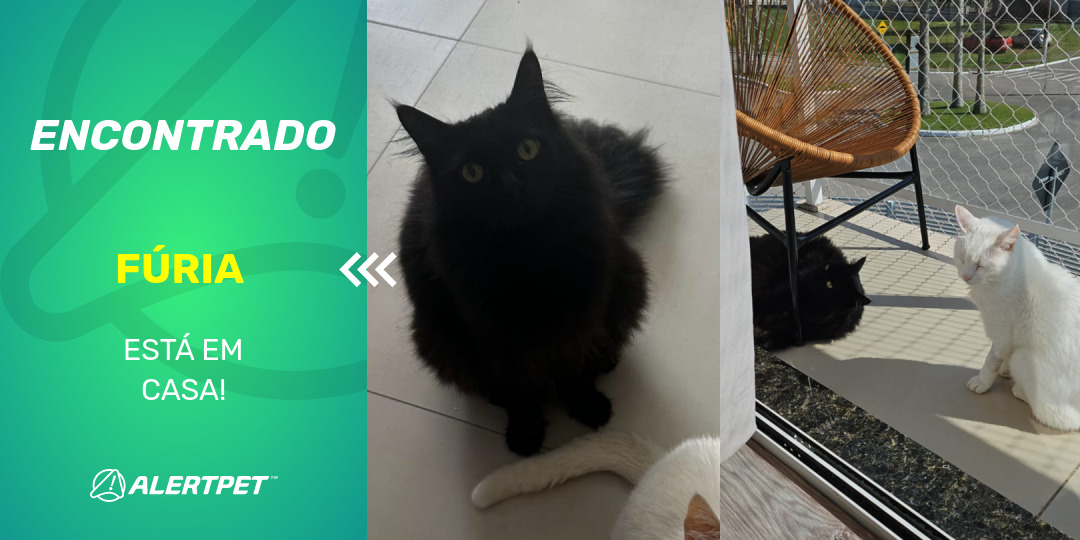 Gato Encontrado Florianópolis, SC - Fúria | AlertPet