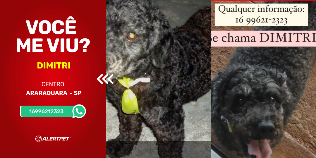 Cachorro Perdido Araraquara , SP - Dimitri | AlertPet
