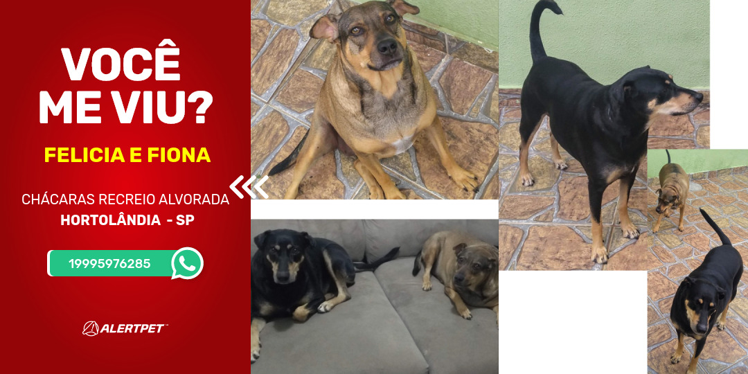 Cachorro Perdido Hortolândia , SP - Felicia e Fiona | AlertPet