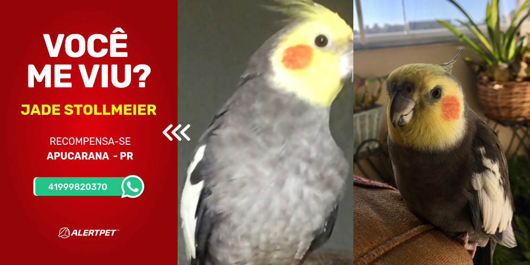 Pássaro Perdido Apucarana , PR - Jade Stollmeier | AlertPet