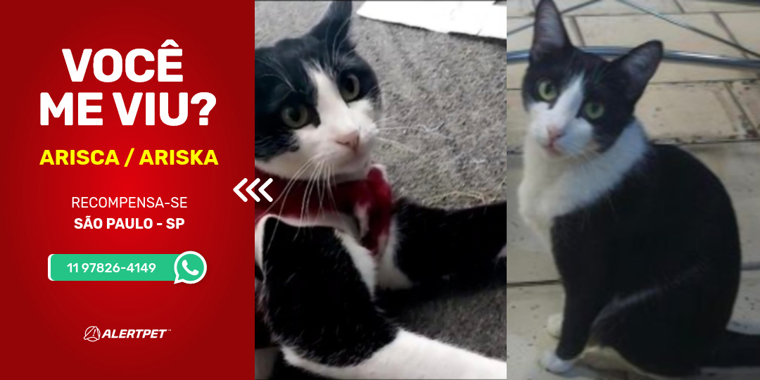 Gato Perdido São Paulo, SP - Arisca / Ariska | AlertPet