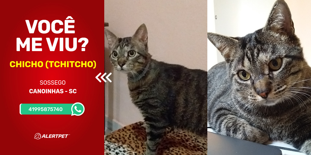 Gato Perdido Canoinhas, SC - Chicho (Tchitcho) | AlertPet