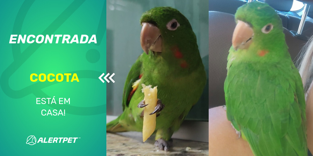 Pássaro Encontrado Belo Horizonte, MG - Cocota | AlertPet