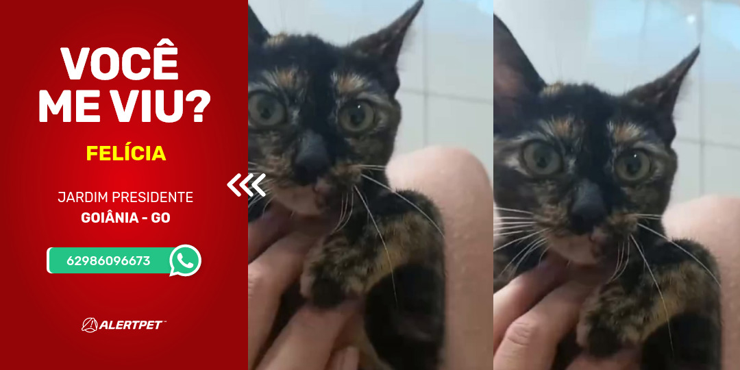 Gato Perdido Goiânia, GO - Felícia | AlertPet