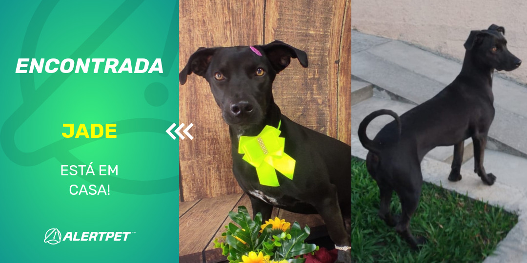 Cachorro Encontrado Campo Largo, PR - JADE | AlertPet