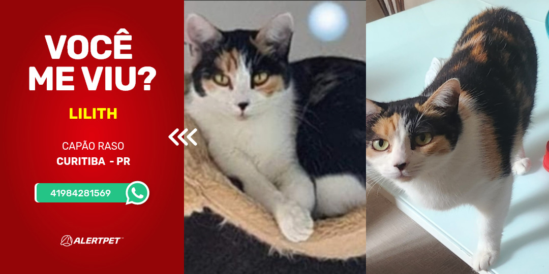Gato Perdido Curitiba , PR - Lilith | AlertPet