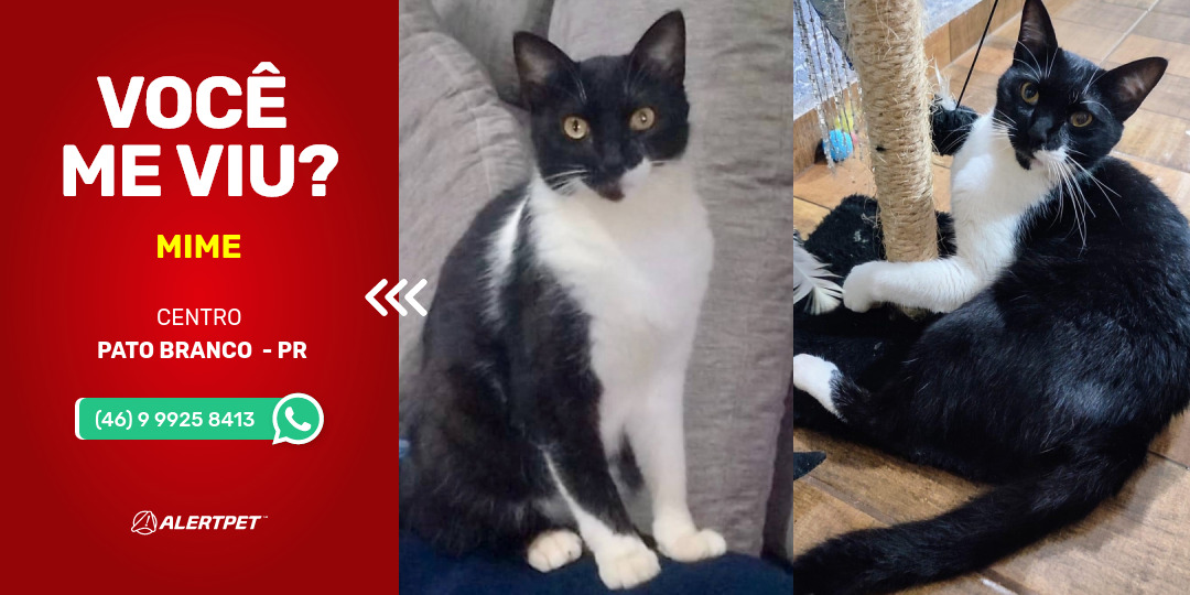 Gato Perdido Pato Branco , PR - Mime | AlertPet