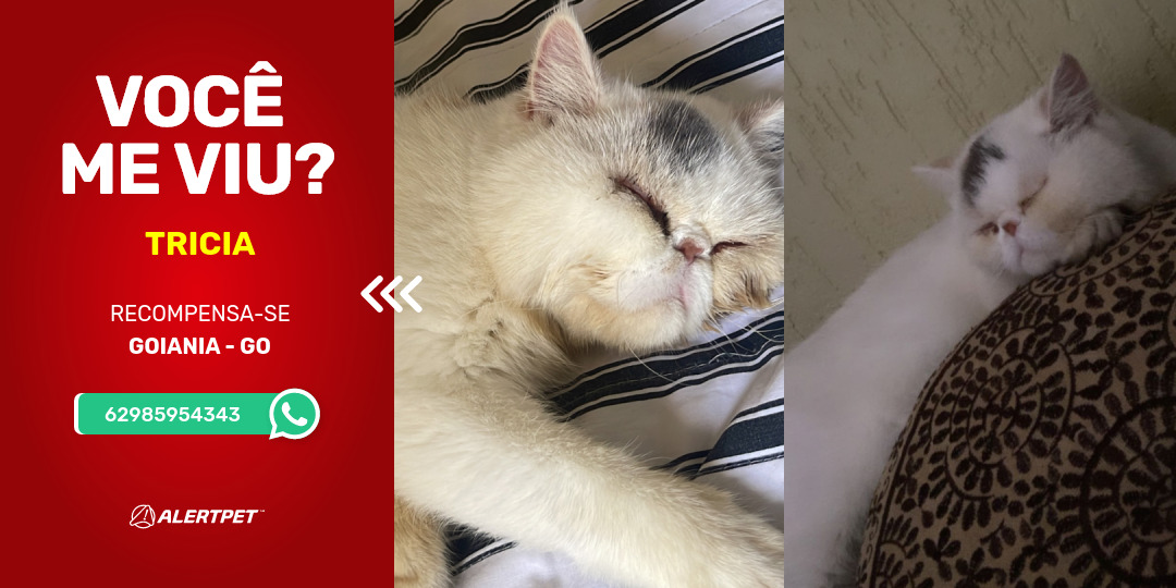 Gato Perdido Goiania, GO - Tricia | AlertPet