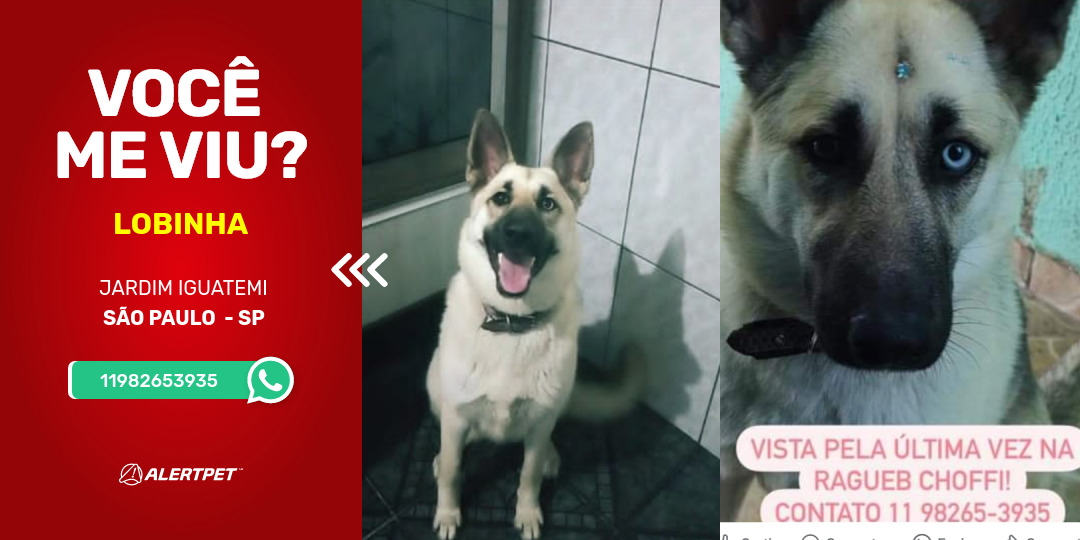 Cachorro Perdido São Paulo , SP - Lobinha | AlertPet