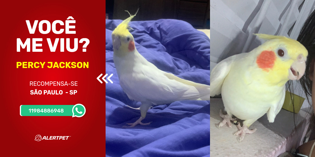 Pássaro Perdido São Paulo , SP - Percy Jackson | AlertPet