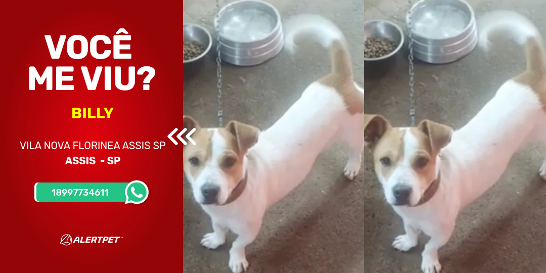 Cachorro Perdido Assis , SP - Billy | AlertPet
