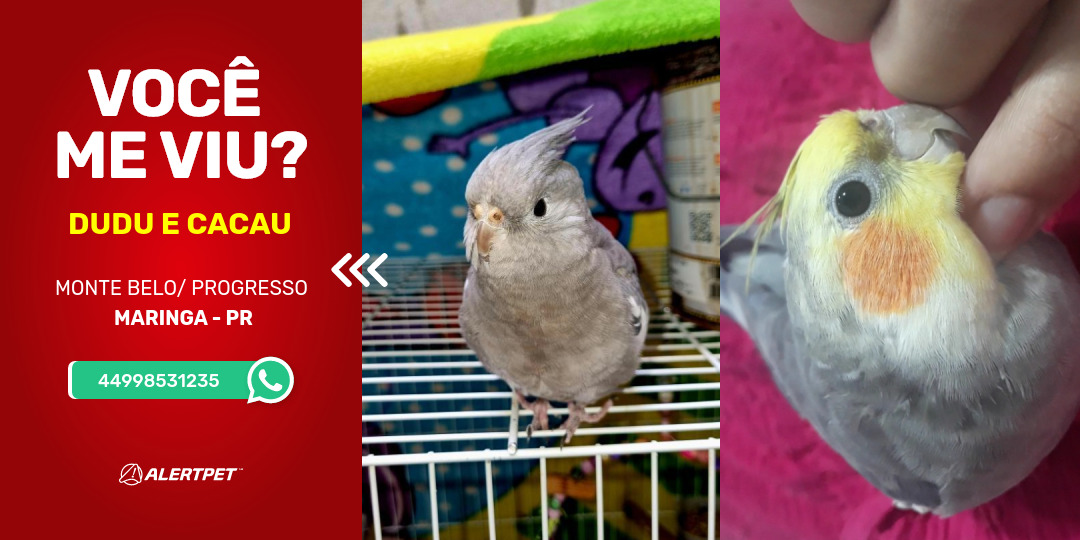 Pássaro Perdido Maringa, PR - DUDU/ CACAU | AlertPet