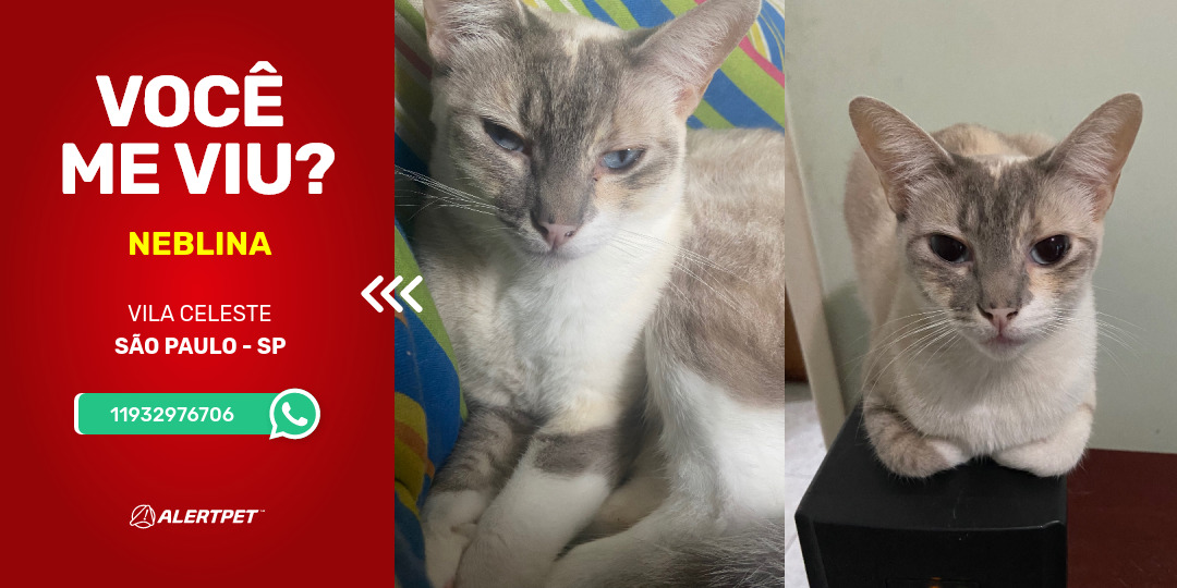 Gato Perdido São Paulo, SP - Neblina | AlertPet
