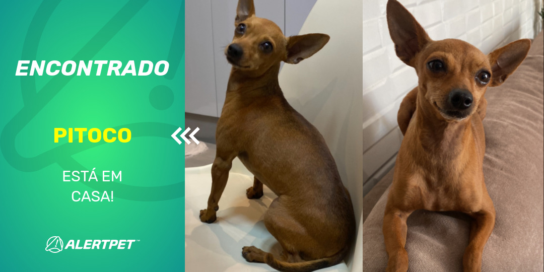 Cachorro Encontrado Taguatinga , DF - Pitoco | AlertPet