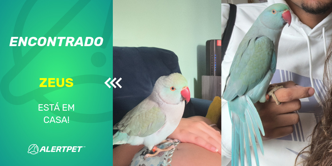 Pássaro Encontrado guarulhos, SP - Zeus | AlertPet