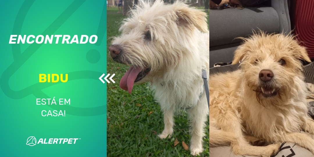 Cachorro Encontrado Curitiba , PR - Bidu | AlertPet