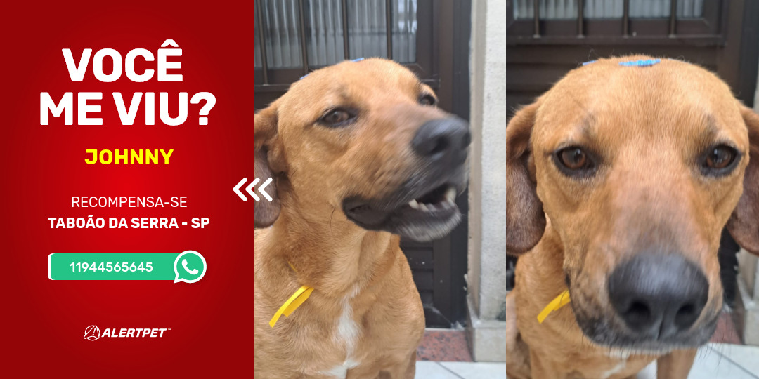 Cachorro Perdido Taboão da Serra, SP - Johnny | AlertPet