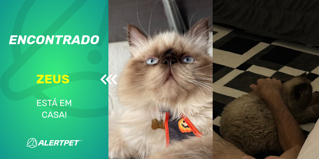 Gato Encontrado Aparecida de Goiânia, GO - Zeus | AlertPet