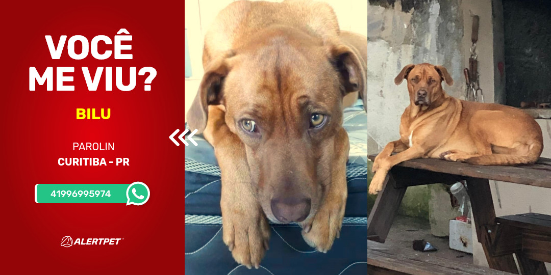 Cachorro Perdido Curitiba, PR - Bilu | AlertPet