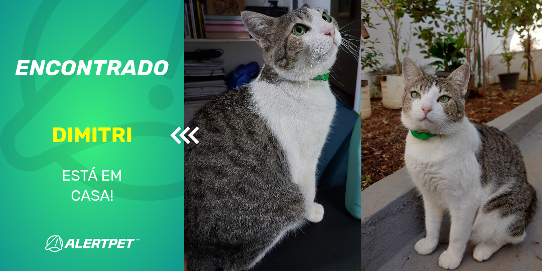 Gato Encontrado Pouso Alegre, MG - Dimitri | AlertPet