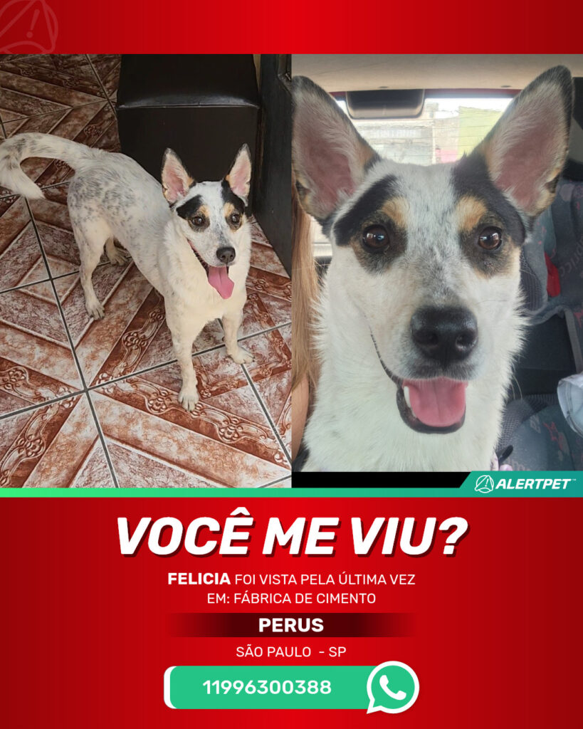 Cachorro Perdido São Paulo , SP - Felicia | AlertPet
