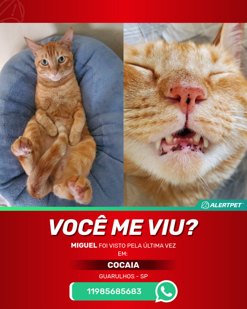 Gato Perdido Guarulhos, SP - Miguel | AlertPet