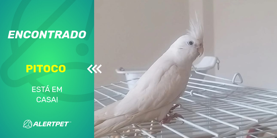 Pássaro Encontrado Uberaba, MG - Pitoco | AlertPet