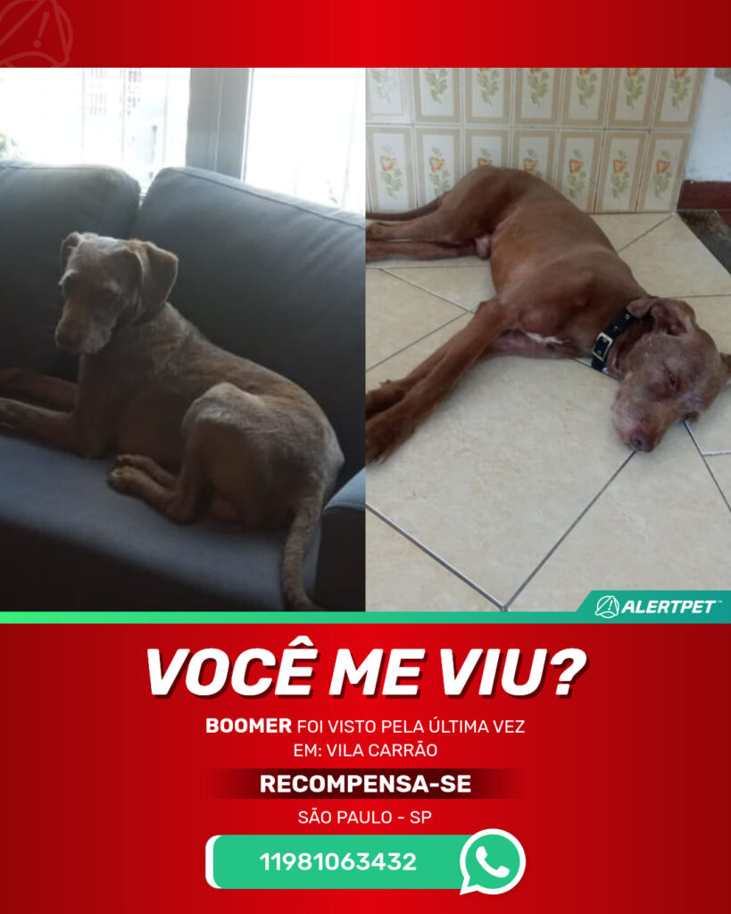 Cachorro Perdido São Paulo , SP - Mila | AlertPet