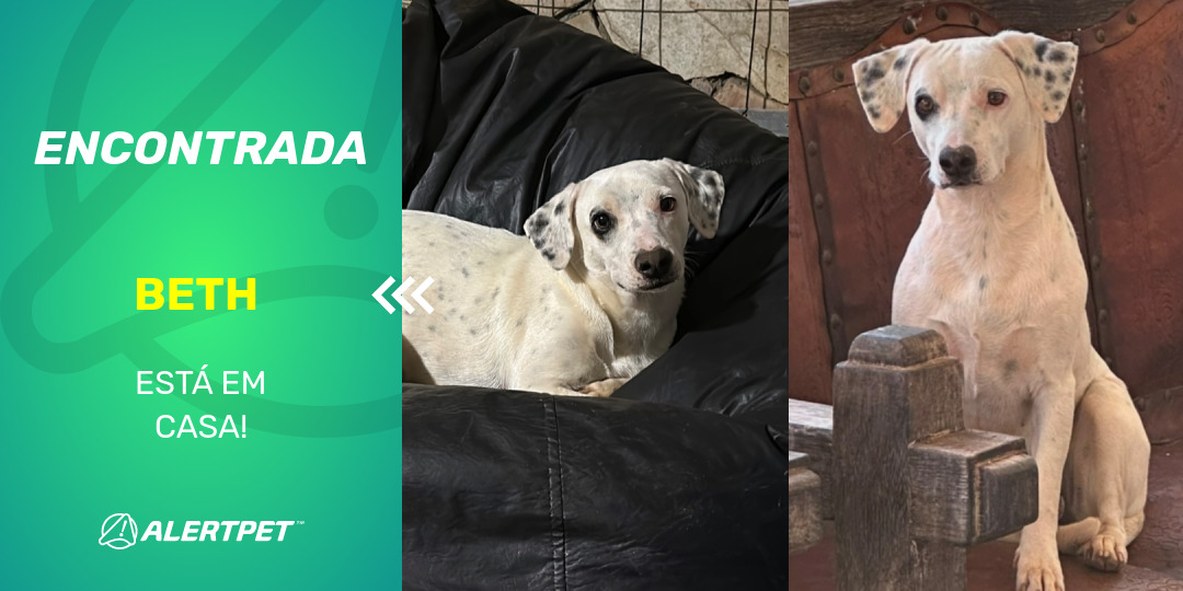 Cachorro Encontrado Brasília , DF - Beth | AlertPet