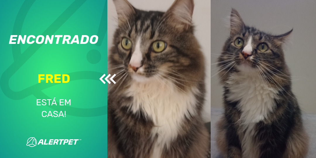 Gato Encontrado Torrinha , SP - Fred | AlertPet