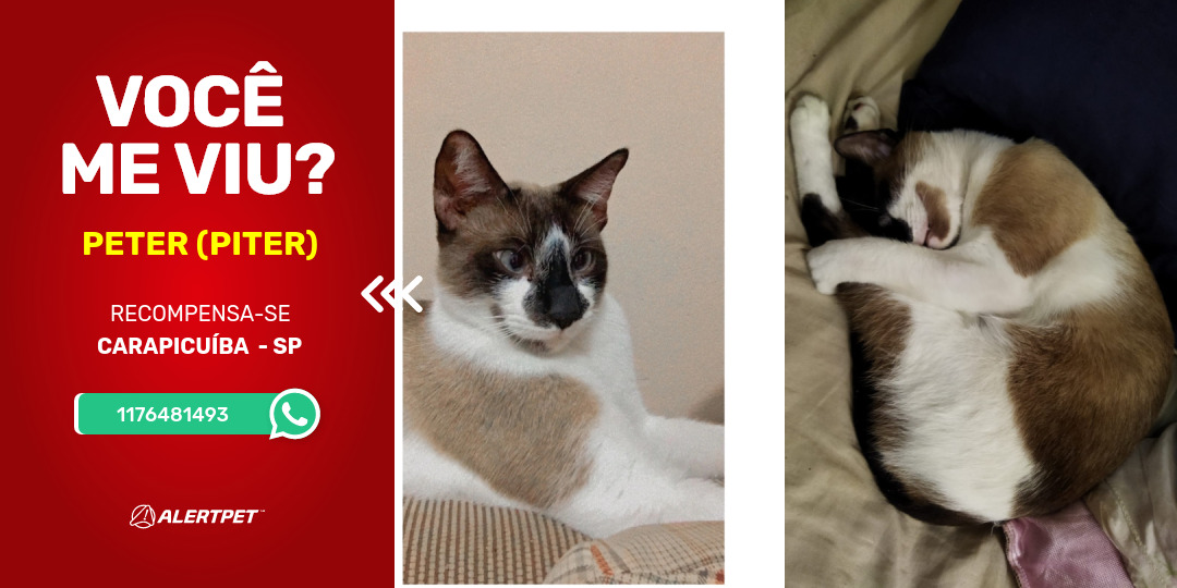 Gato Perdido Carapicuíba , SP - Peter (Piter) | AlertPet