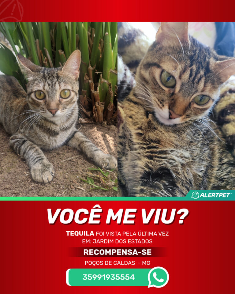 Gato Perdido Poços de Caldas , MG - Tequila | AlertPet