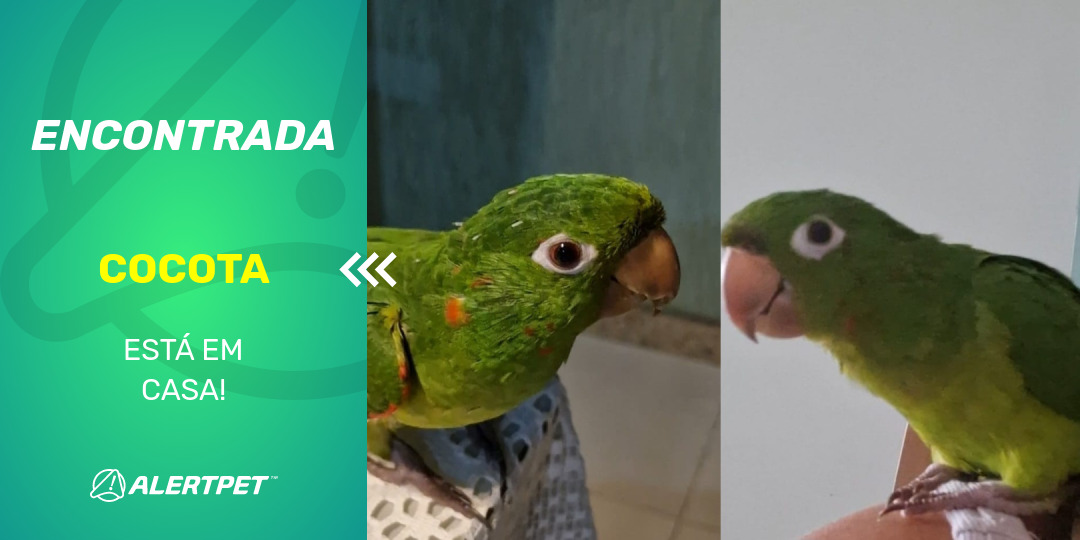 Pássaro Encontrado Belo Horizonte , MG - Cocota | AlertPet