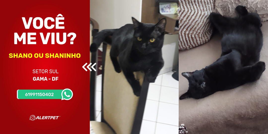 Gato Perdido Gama, DF - Shano ou Shaninho | AlertPet