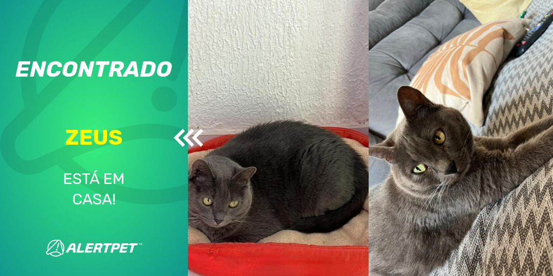 Gato Encontrado Foz do Iguaçu, PR - Zeus | AlertPet
