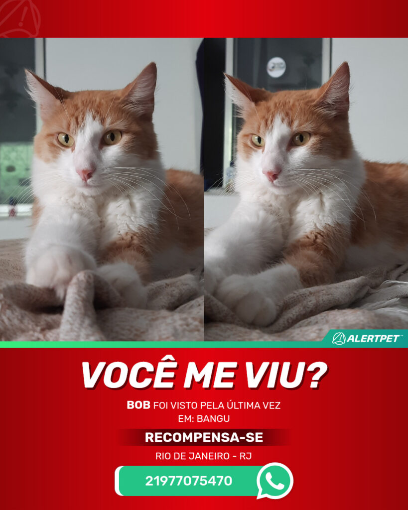Gato Perdido Rio de Janeiro, RJ - BOB | AlertPet