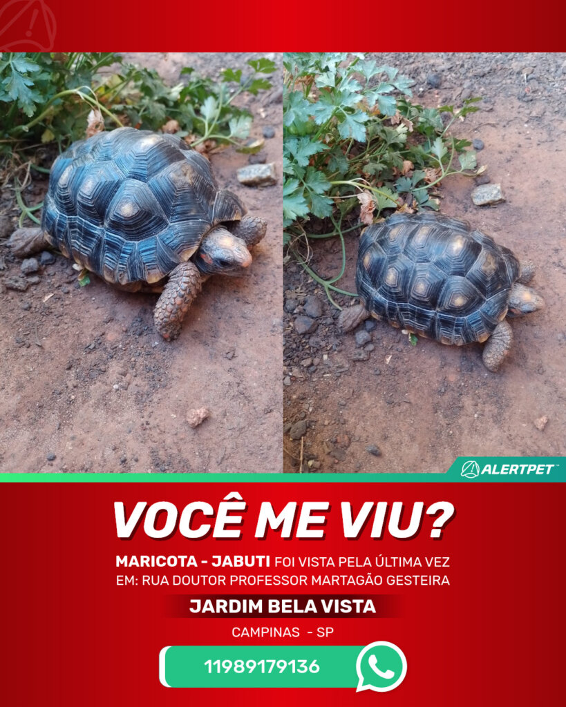 Gato Perdido Campinas , SP - Fúria | AlertPet