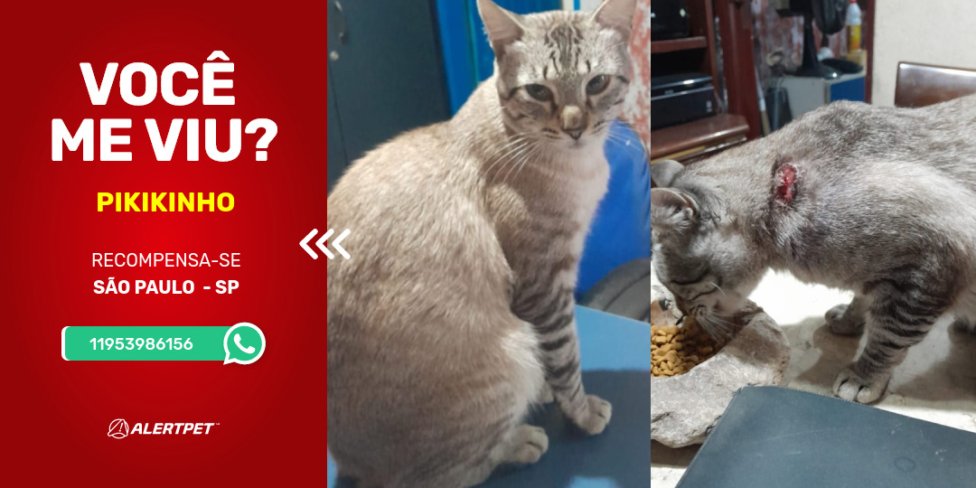 Gato Perdido Soa Paulo , SP - Pikikinho | AlertPet
